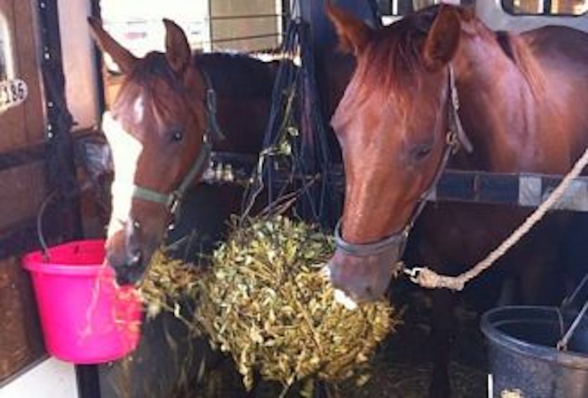 Try Perennial Peanut Grass Hay as a Healthy Alternative Forage ...